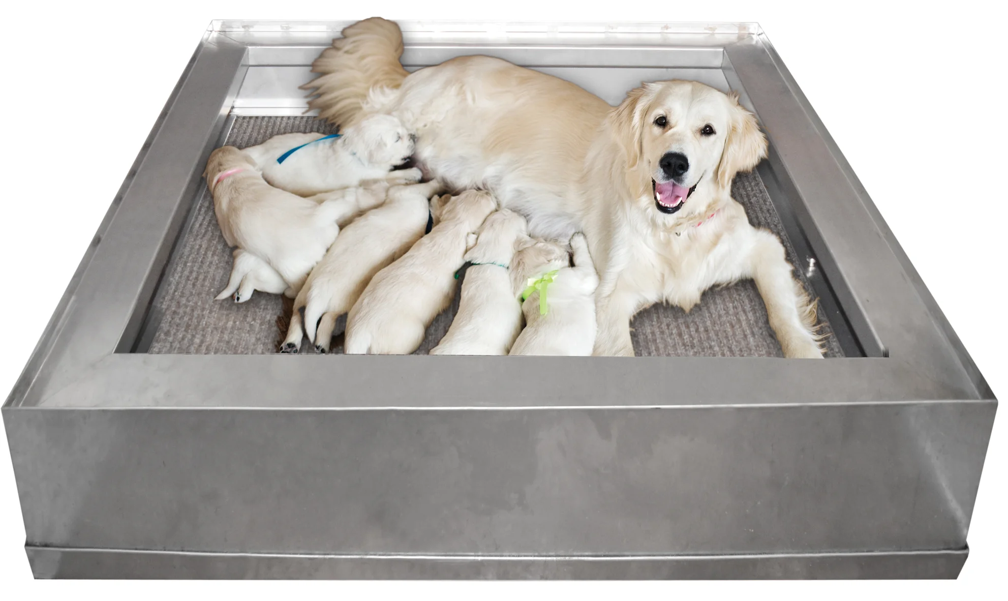 Our Kennels Gallery | Straightline Enterprises